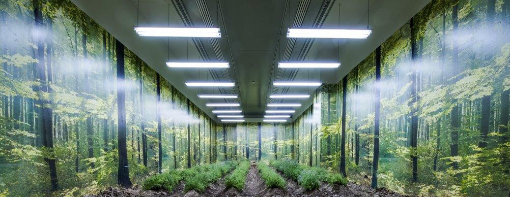 EXHIBITION | MARTIN ROTH: In May 2017 I cultivated a piece of land in ...